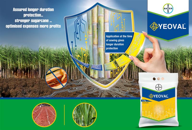Best Systemic Insecticide for Sugarcane in India | Bayer Insecticide